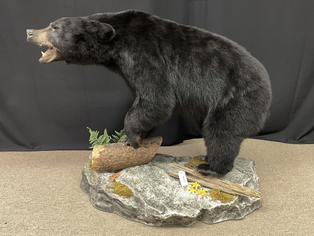 Full Body Black Bear Taxidermy Mount | Barnebys