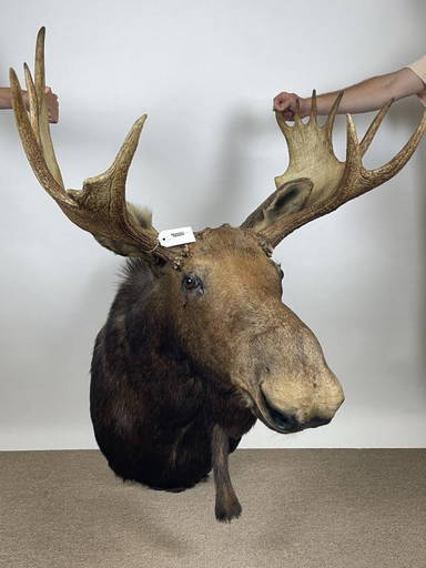 Mounted Moose Head From An Adirondack Lodge