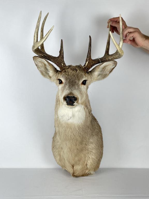 8 Pt Whitetail Mounted Deer Head
