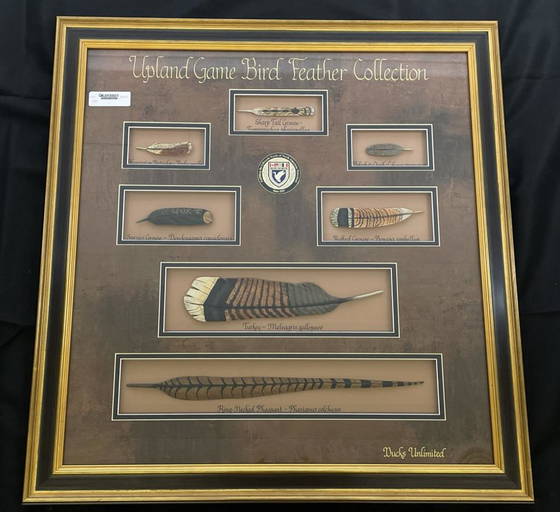 Upland Game Bird Feather Collection