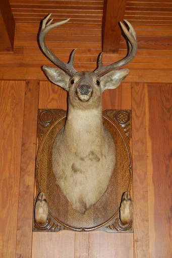 Whitetail Deer Mount With Gun Rack