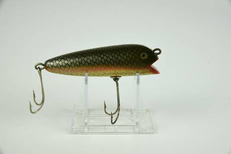 Creek Chub Open Mouth Shiner