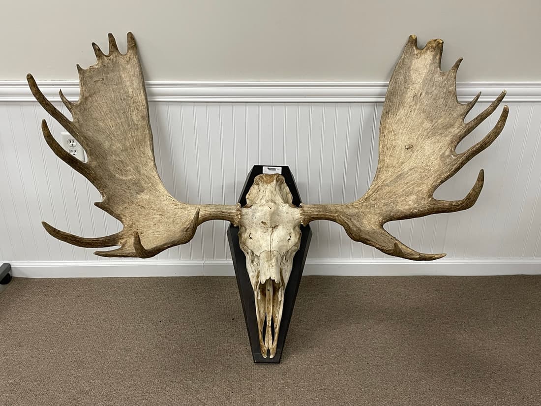 Trophy Bull Moose Rack With Skull Auction