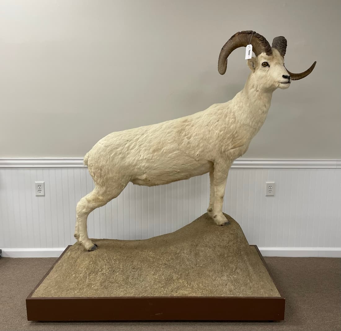 Full Body Dall Big Horn Sheep Mount Auction