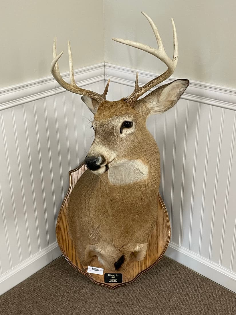 Whitetail 8pt Buck Shoulder Mount Auction