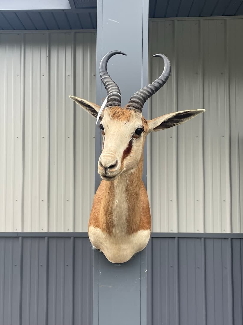 Taxidermy Springbok Head