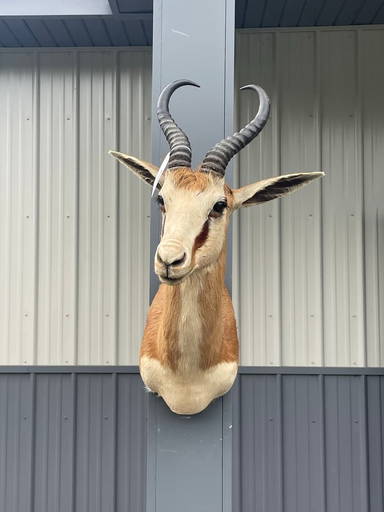 African Springbok Taxidermy Head Mount