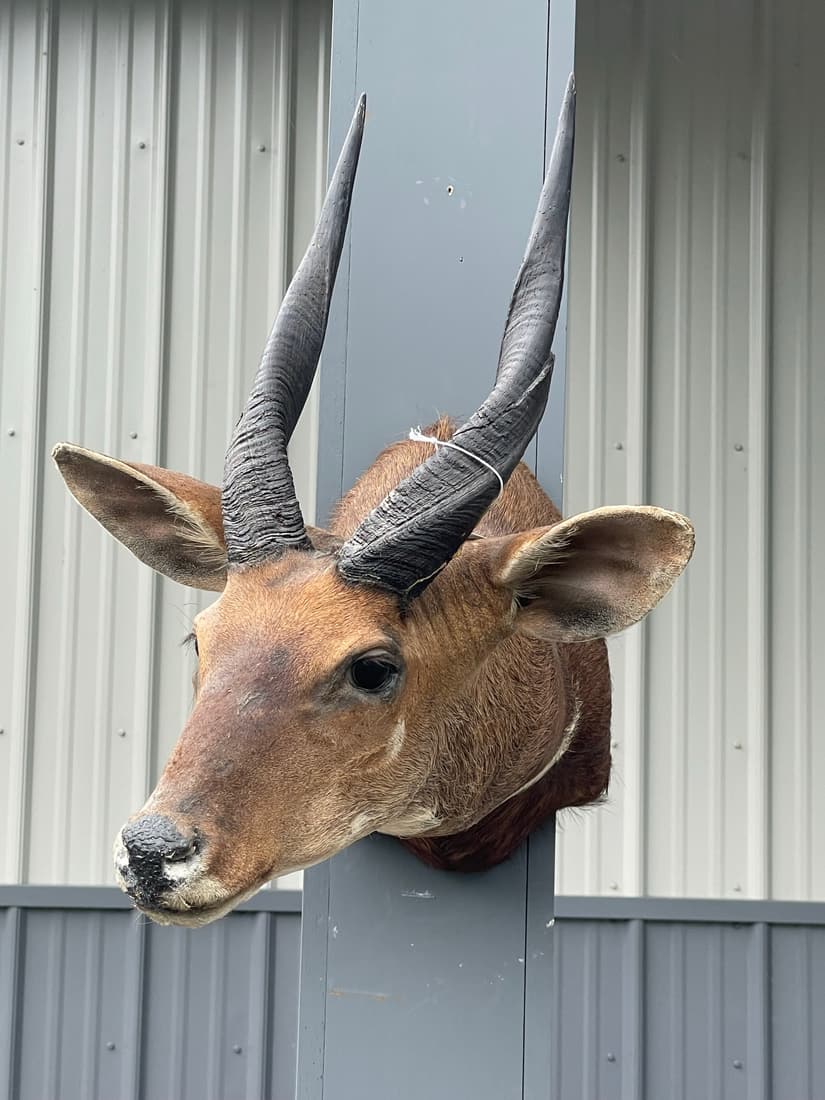 African Cape Bushbuck Taxidermy Mount