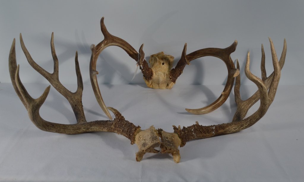 12 Pt Whitetail Rack & Mule Deer Horns