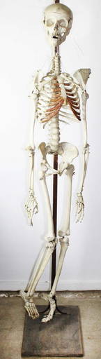 Antique Human Medical Skeleton