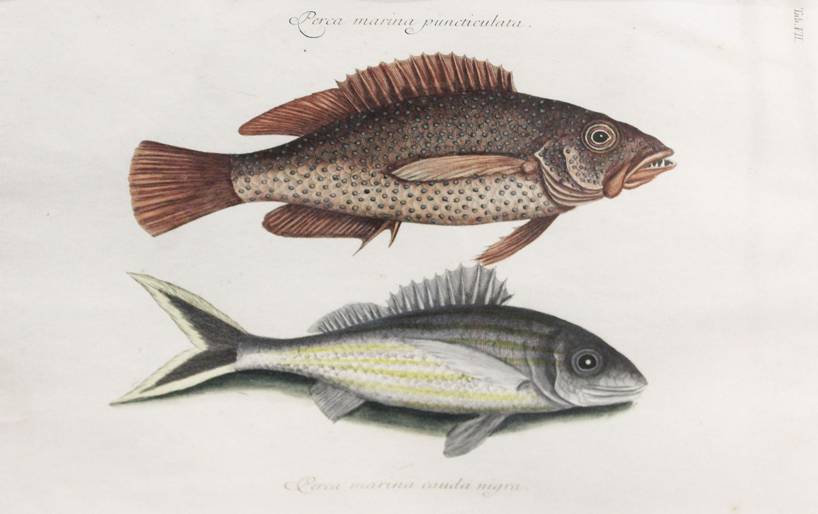 Mark Catesby illustrations of fish - Nov 15, 2019 | Merrill's ...