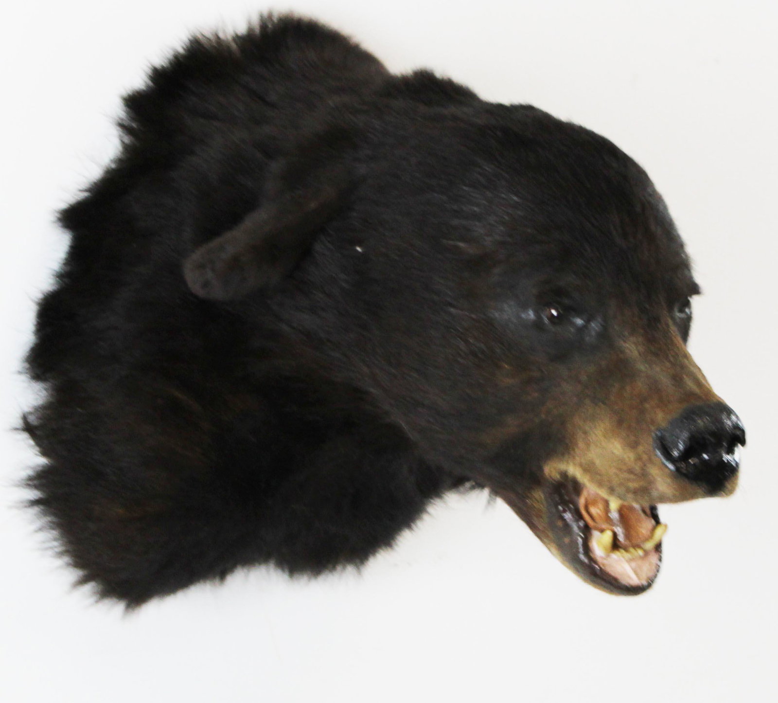 Black Bear Trophy Mount