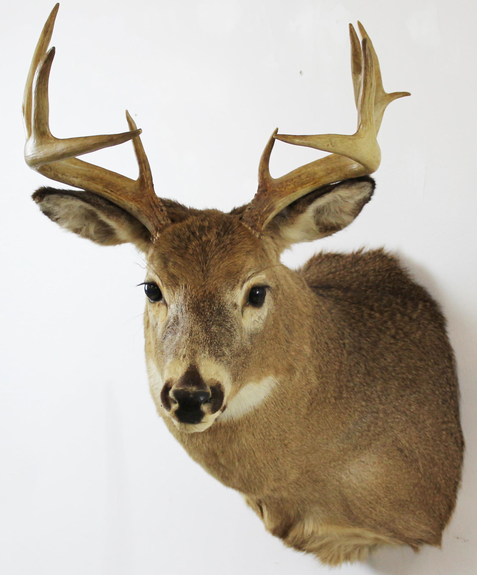11 point Whitetail deer mount - Jan 25, 2020 | Merrill's Auctioneers ...