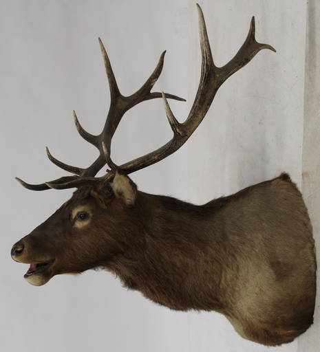 Large Bugling Elk Trophy Mount - Feb 05, 2021 | Merrill's Auctioneers ...