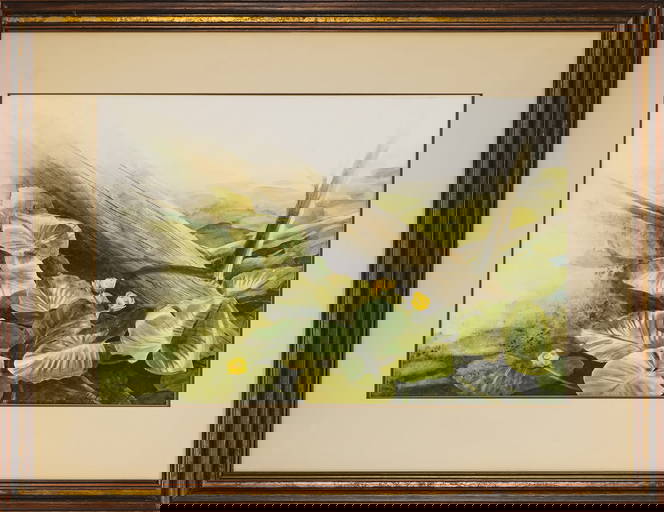 Mitch Billis (am 1937 ) Swamp Lilies