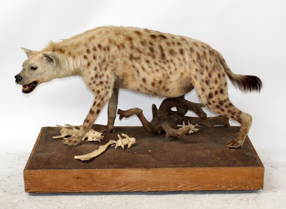 Full mount Hyena on naturalistic base