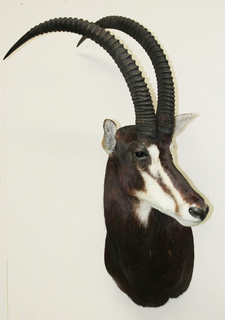 Sable Deer taxidermy mount - Sep 21, 2019 | King Galleries in GA