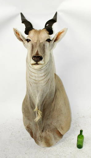 Full African Eland Shoulder Mount