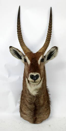 Waterbuck Shoulder Mount