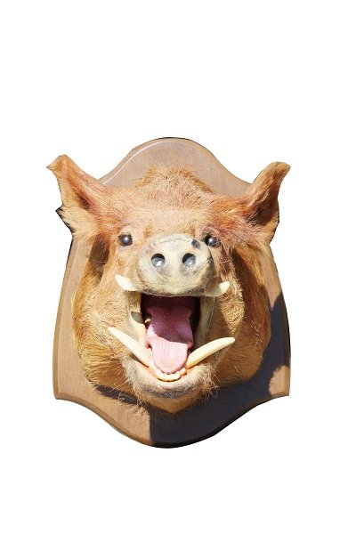 114: Red hair wild hog head mount