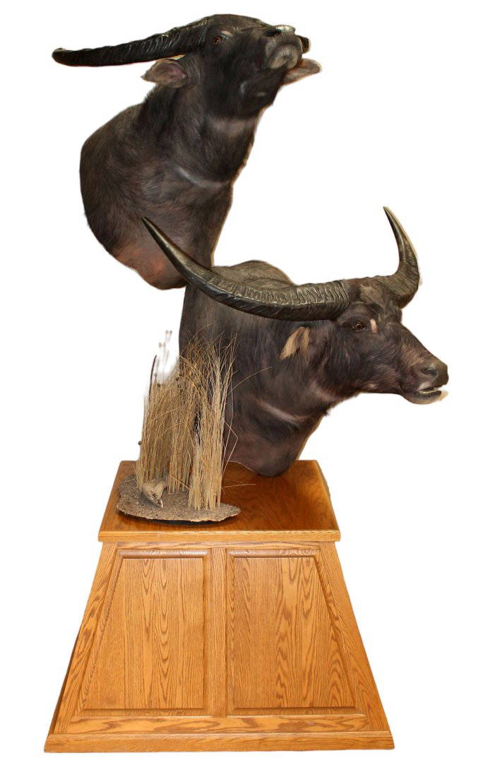 Double Cape Buffalo Mount Auction