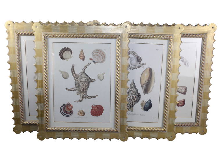 Set Of 4 Fine Trowbridge Shell Prints