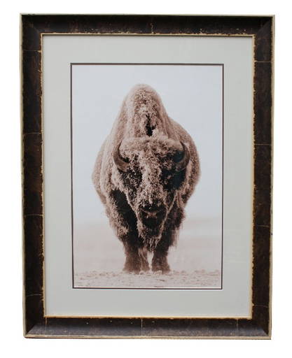 Original Photograph Of Buffalo By Gary Crandall Entitle