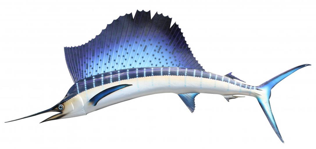 Pacific Sailfish Taxidermy Mount