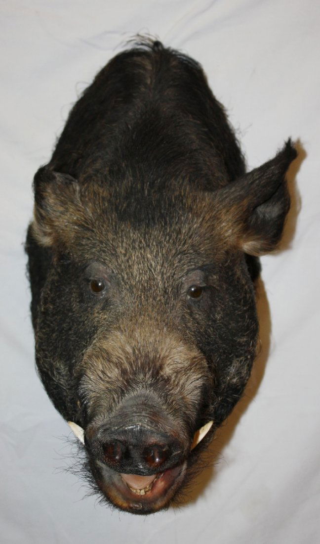 Wild Boar shoulder mount
