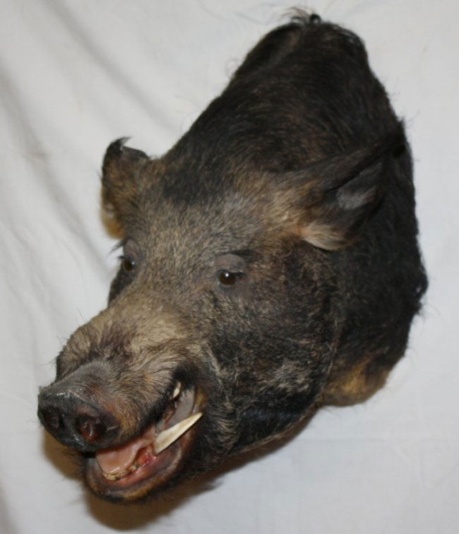 Wild Boar shoulder mount : Lot 179