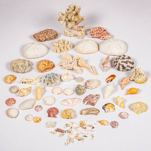 Eleuthera Shell And Coral Collection