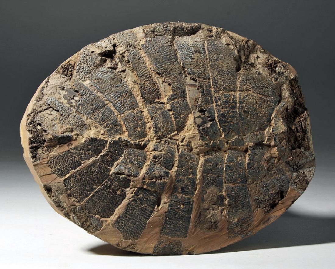 Large / Rare Eocene Fossilized Turtle Shell