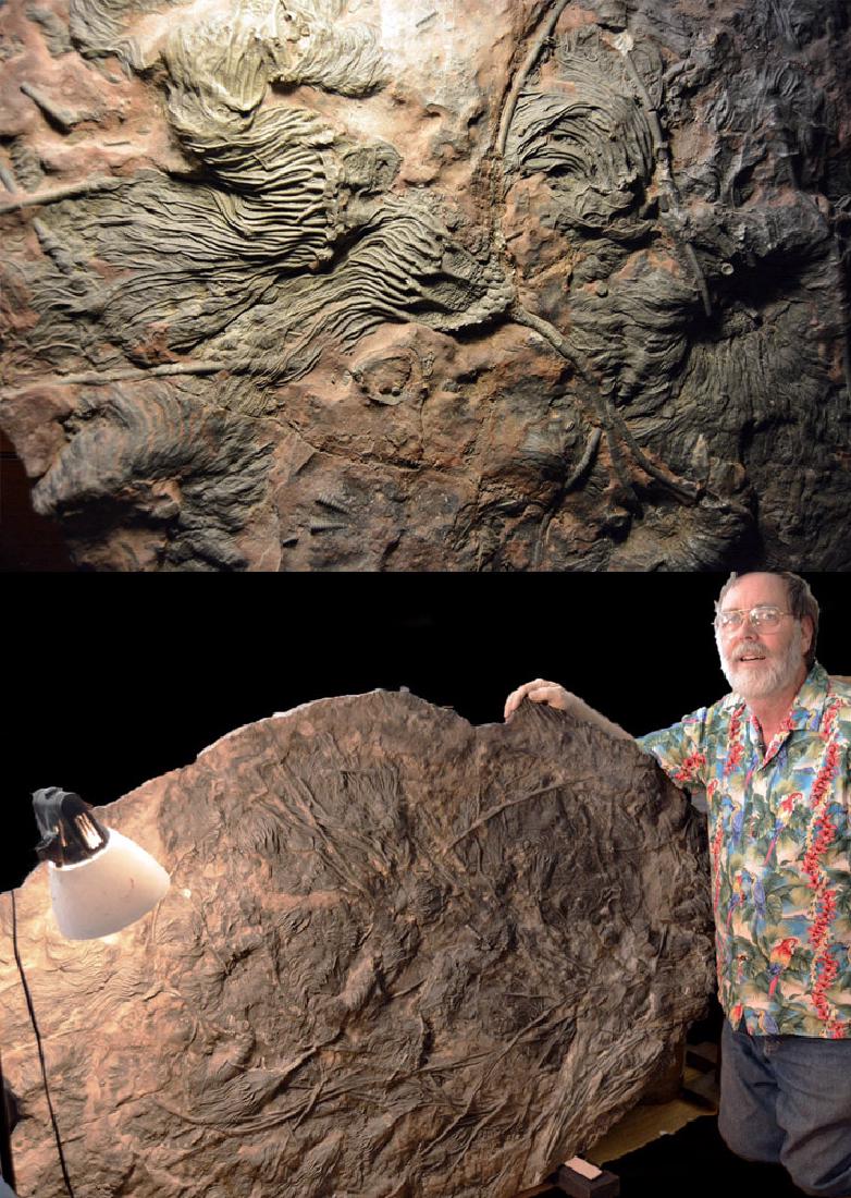 Huge Museum-Quality Crinoid Fossil Slab