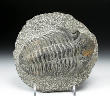Uncommon Giant Trilobite Fossil In Matrix
