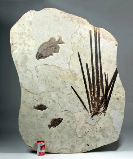 Huge Eocene Fish Fossil Slab