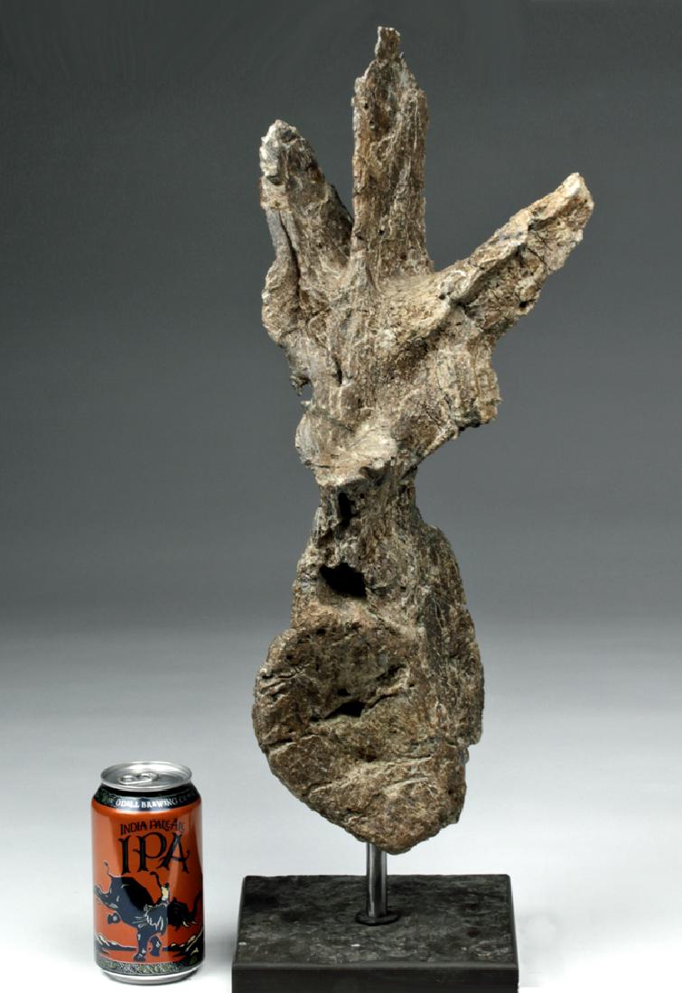 Fossilized Spinal Vertebra from Triceratops Horridus