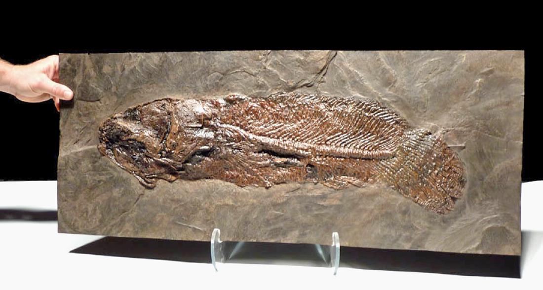 Enormous Eocene Mudfish Fossil from Messel Pit - Jun 21, 2018 | Artemis ...