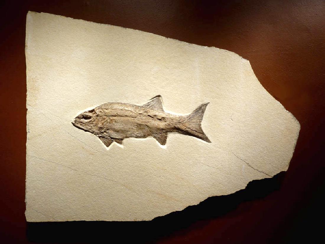 Rare Giant Callopterus Jurassic Fish Fossil