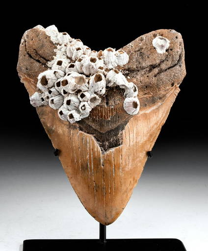 Atlantic Fossilized Megalodon Tooth with Sea Barnacles - Oct 03, 2019 | in