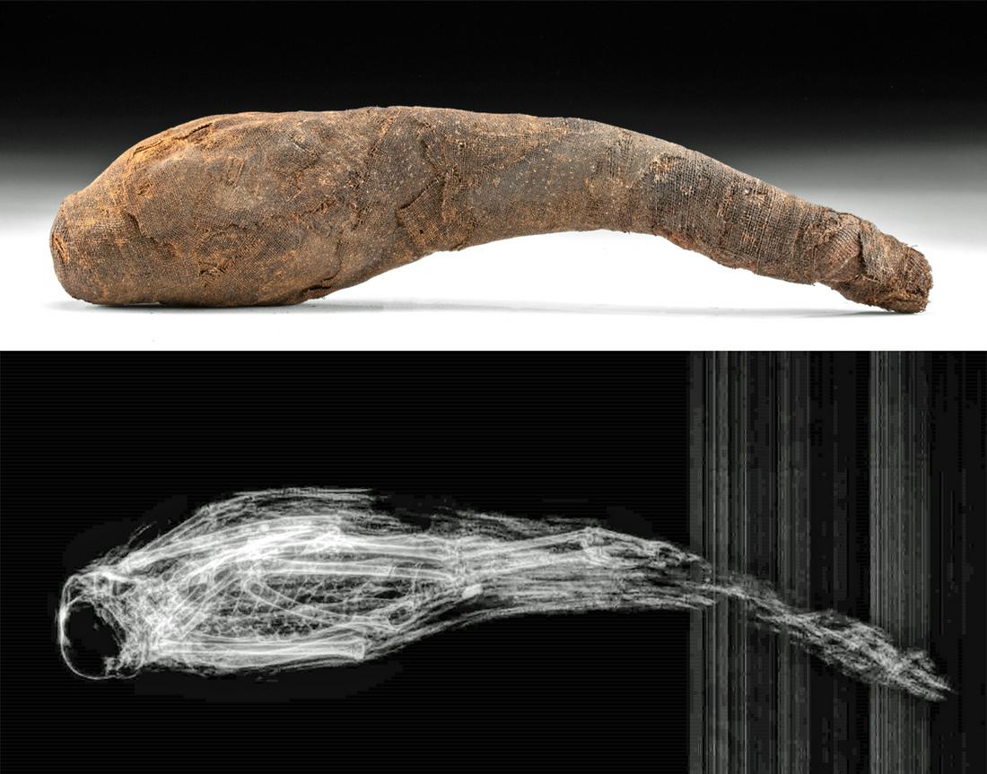 Egyptian Late Period Mummified Young Baboon w/ x-Ray - Dec 05, 2019 ...