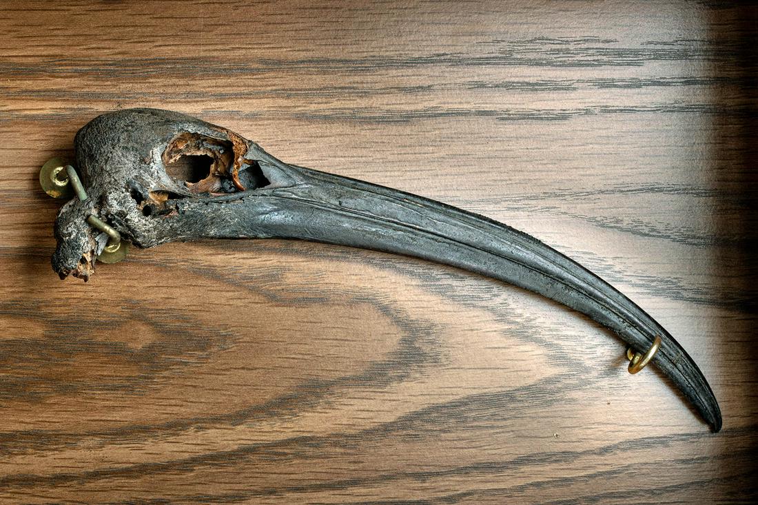 Egyptian Mummified Head of an Ibis - Jul 01, 2020 | Artemis Gallery in CO