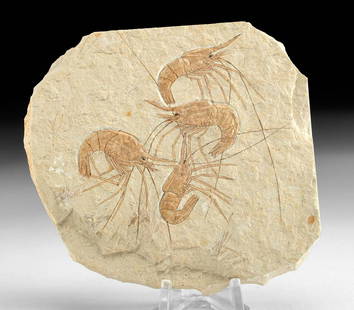 Fossilized Carpopenaeus Shrimp W/ Stone Matrix