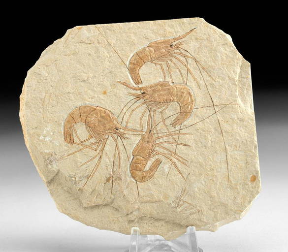 Fossilized Carpopenaeus Shrimp W/ Stone Matrix