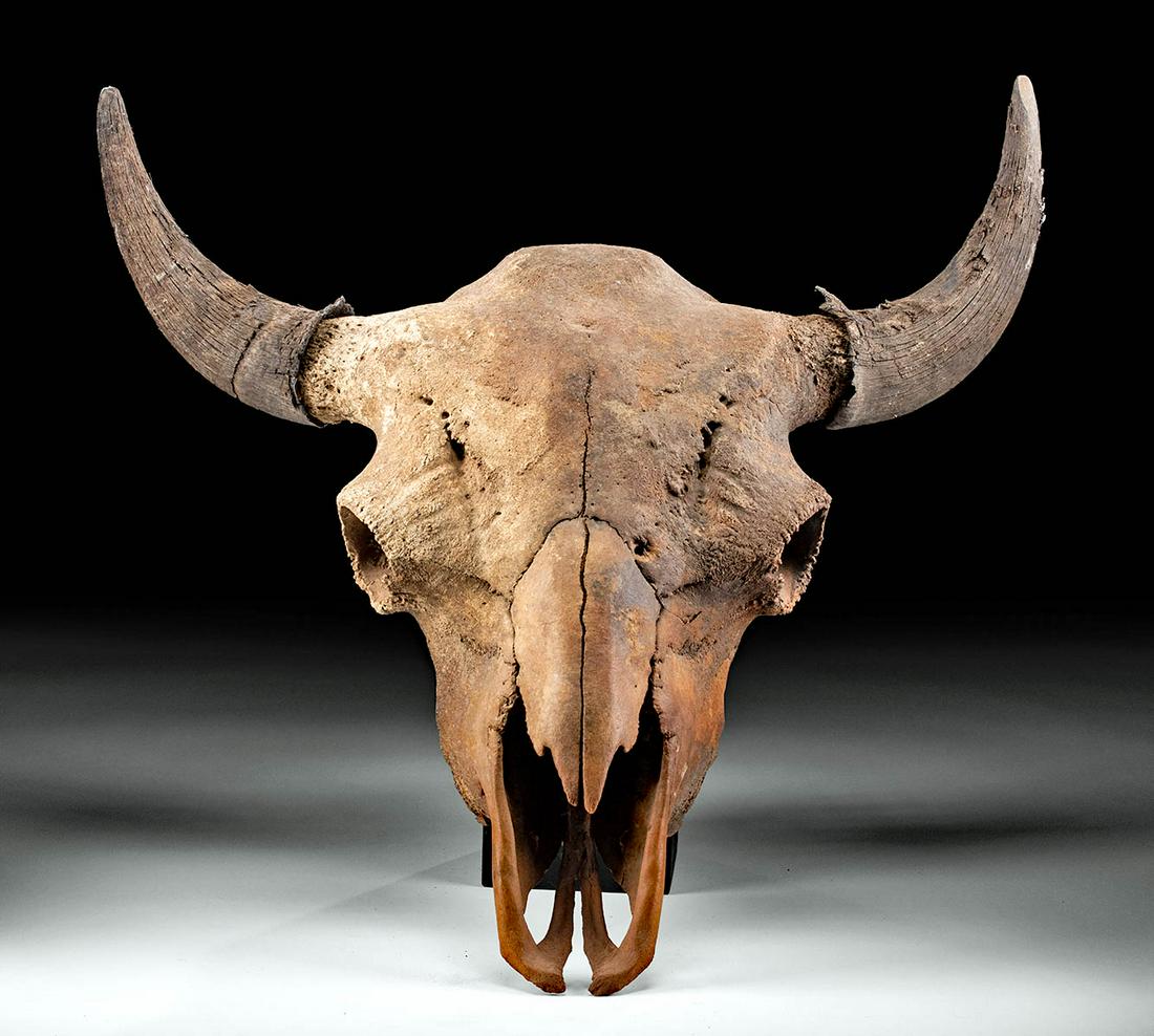 Large Fossilized North American Bison Skull - Jul 13, 2021 | Artemis ...