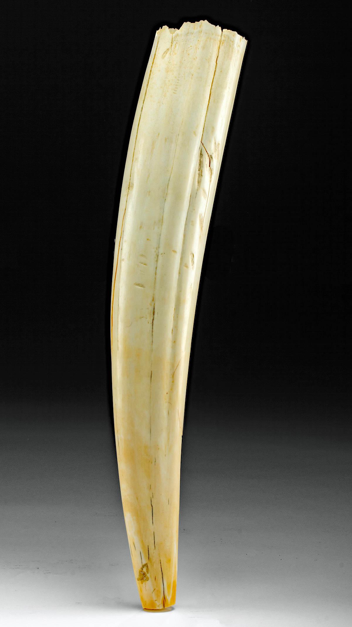 19th C. Alaskan Antique Walrus Ivory Tusk Trophy - Aug 31, 2021 ...