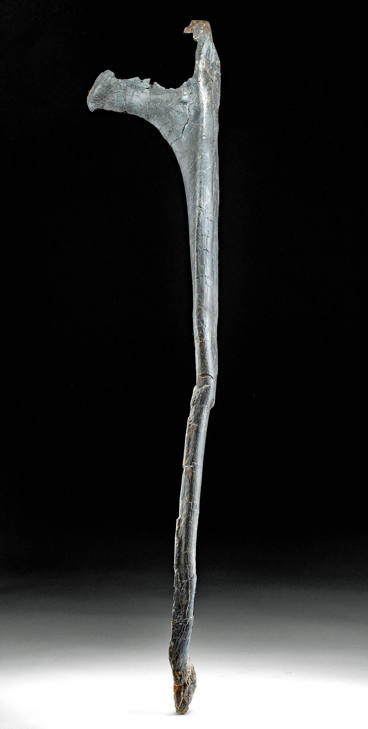 Rare/ Giant Fossilized Diplodocus Dinosaur Rib Bone | Barnebys