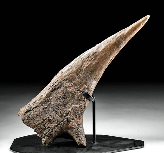 Fossilized Triceratops Right Brow Horn w/ Eye Socket - Oct 07, 2021 ...