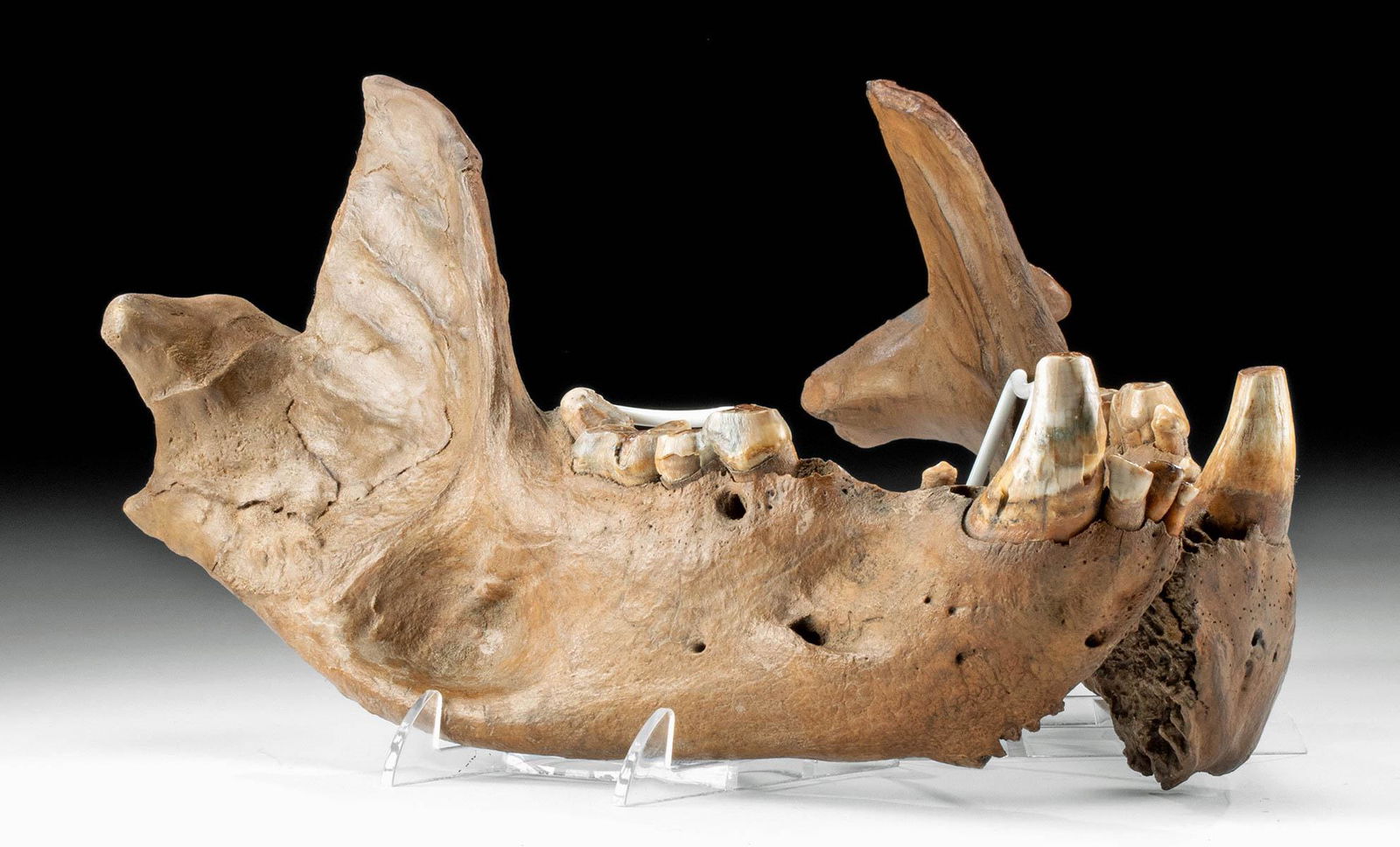 Rare Fossilized Giant Short Faced Bear Lower Jaw Bones (#0115) on Nov ...