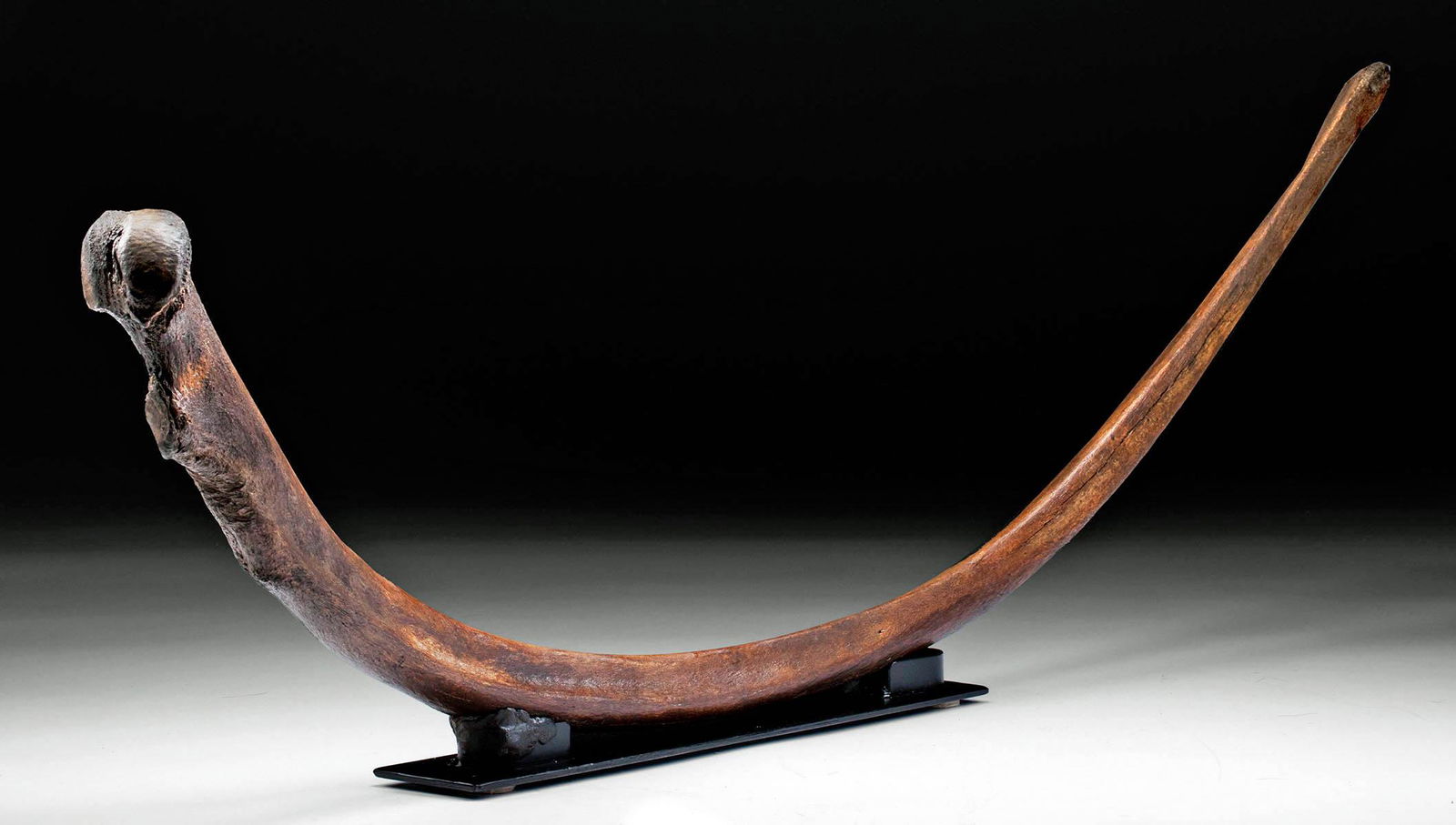 Rare & Large Mastodon Rib Bone Fossil