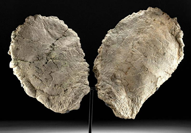 Fossilized Apatosaurus Dinosaur Coracoid Bones (pr) (#0004A) on Feb 24 ...